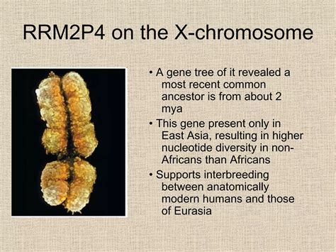 Multiregional Evolution Katina Ppt