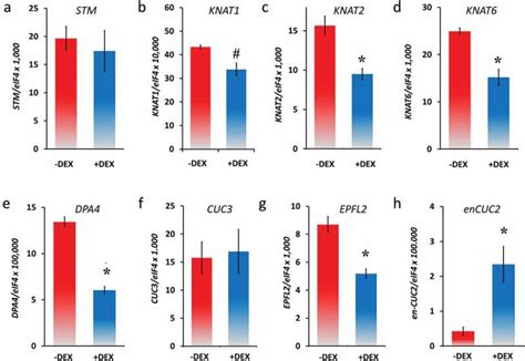 Ectopic Expression Of The Transcription Factor Cuc2 Restricts Growth By Cell Cycle Inhibition In