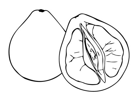 Pagina Da Colorare Di Pomelo Stampabile Gratuita Pagine Da Colorare