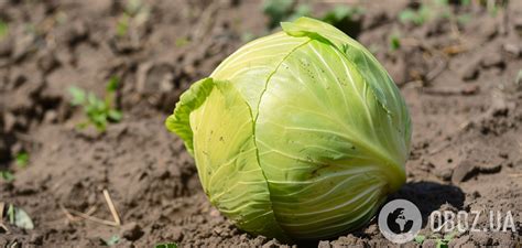 Як виростити велику і здорову капусту секрет городників Oboz Ua