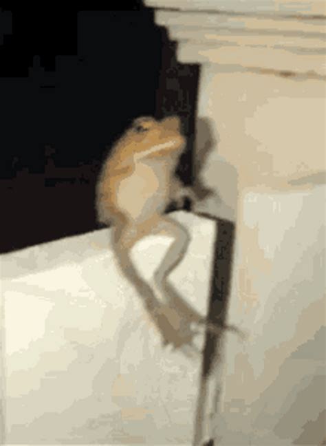 Funny Frog Doing A Flip 