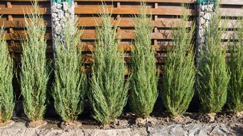 How To Plant Grow And Care For Skyrocket Juniper