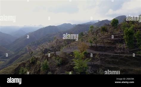 Trees Himalayas Stock Videos Footage HD And K Video Clips Alamy