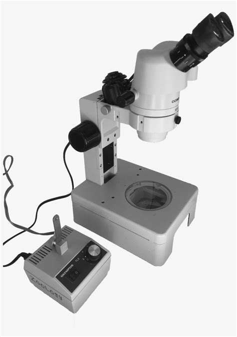 Stereo Dissecting Light Microscope At Dora Snoddy Blog