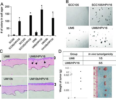 Hpv16 Increases Tumor Growth Of Hpv Negative Oscc Both In Vitro And In