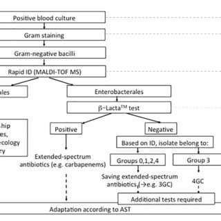 Gram Negative Rods Algorithm