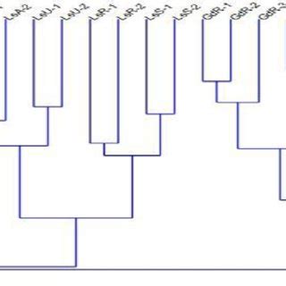 Dendrogram Representing Genetic Identity And Genetic Distance Among 30 Download Scientific