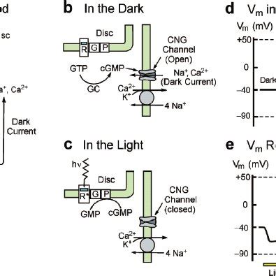 3 The Overall Structure Of The CNG Channel A Schematic Diagram Of The Download Scientific