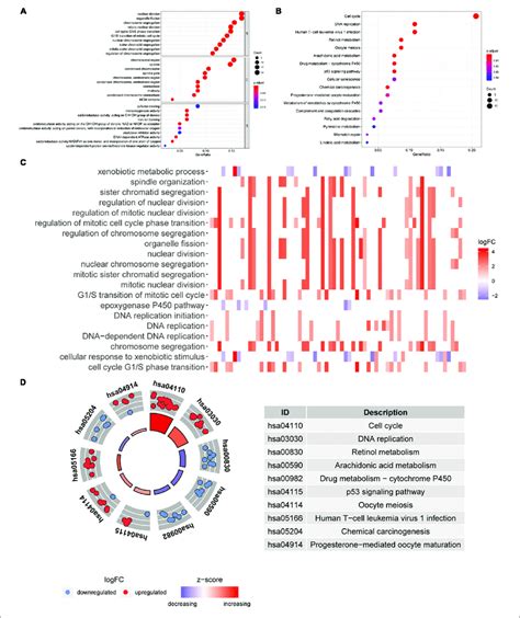 Functional Annotation And Pathway Enrichment Analysis A Gene
