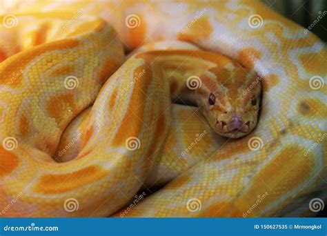 Yellow Albino Python One Of The Five Largest Species Of Snakes In The
