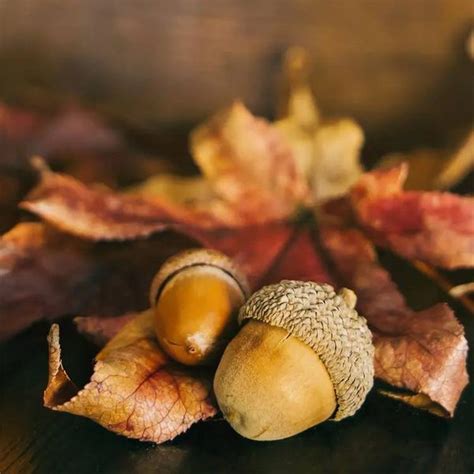 Купити Maple Leaf And Acorn кленове листя й жолудь Wax Cs Marn 10 в інтернет магазині Makers