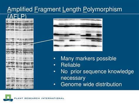 dna fingerprinting of garlic accessions ppt download