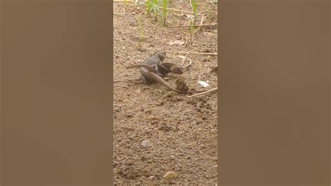 Garden Lizard Sex Monitor Lizards Mating Spiny Tailed Monitor Youtube