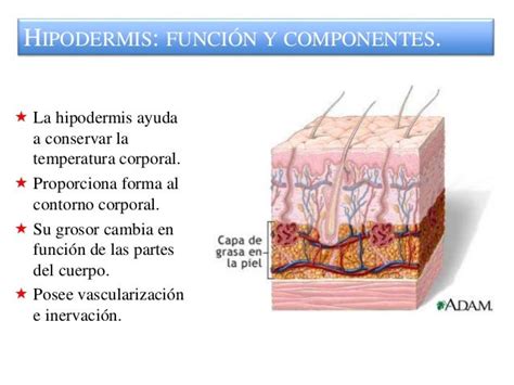 Introduccion Y La Piel