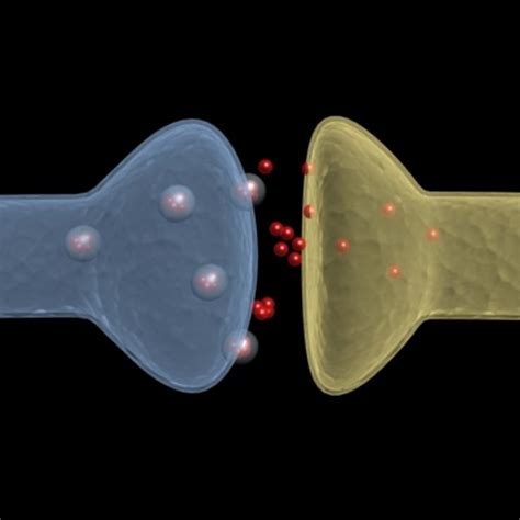 3d Synapse Models Turbosquid