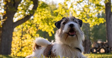 햇살 가득한 공원의 즐거운 잭 러셀 테리어 · 무료 스톡 사진