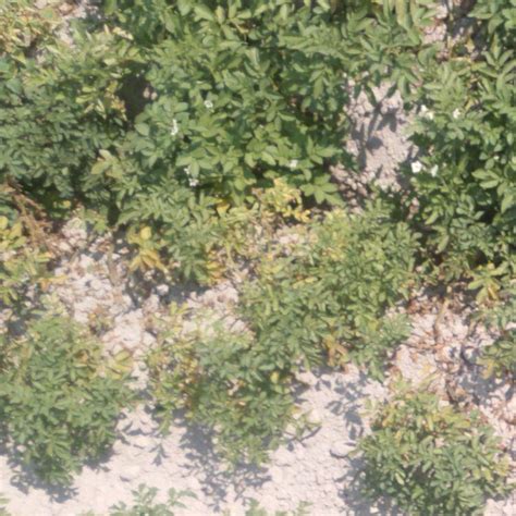 Multispectral Potato Detection Object Detection Dataset And Pre Trained