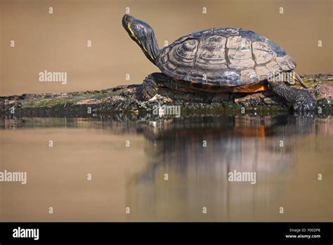 red eared turtle red eared slider pseudemys scripta elegans