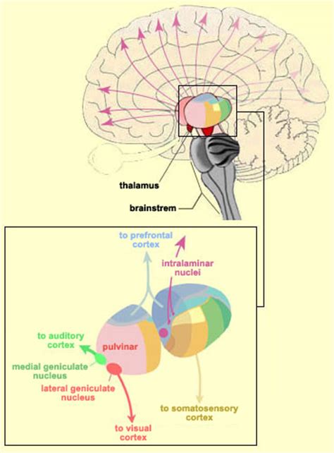 Intralaminar Thalamic Nuclei Central Dorsal Thalamic Nucleus Central Lateral Thalamic Nucleus