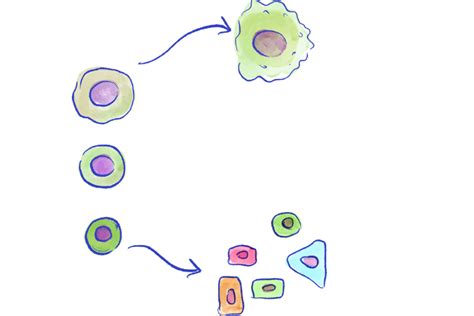 Isscr Digital Webinar “stem Cell Size And Shape Emerging Links To