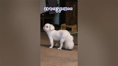 근육맨 근육강아지 닭가슴살로다져진근육 노견이지만 나와같이사는동안행복했니 열네살페키니즈 꼬몽이와의일상 노견의하루 Youtube