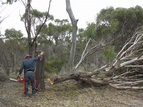 How Much Carbon Do Our Trees Hold Gondwana Link Ltd