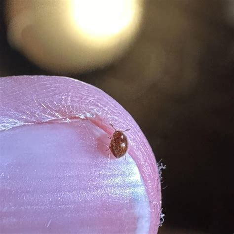 Whats This Tiny Reddish Brown Bug R Whatsthisbug