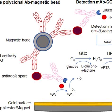Schematic Representation Of The Electrochemical B Anthracis Spores