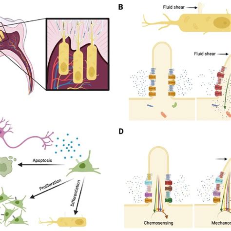 Summary Of Proposed Future Directions For Dental Primary Cilia