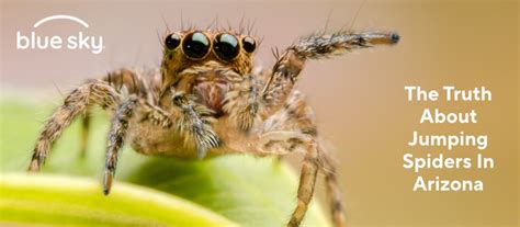 Jumping Spiders In Arizona Harmless Or Hazardous