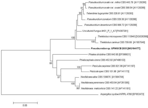 phylogenetic tree based on the 5 rrna gene sequence its1 5 8s its2
