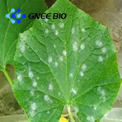 China Broad Spectrum New Fungicide Pyraclostrobin Pesticide 98 Tc 30 Sc Manufacturers Suppliers