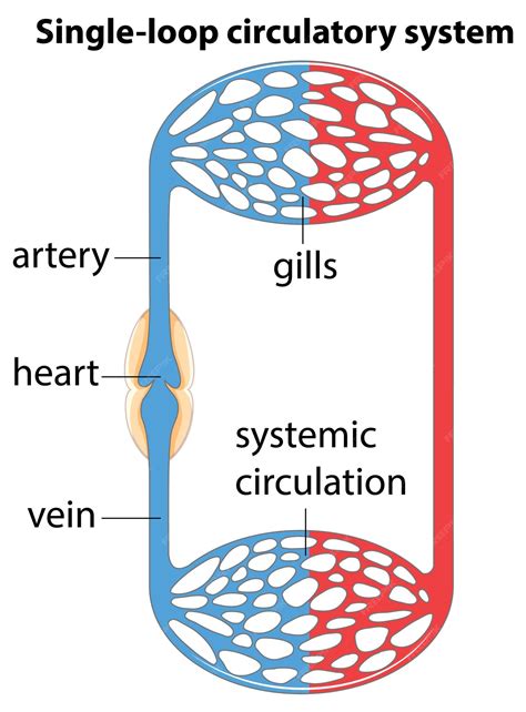 Medical Education Infographic Single Loop Circulatory System Premium