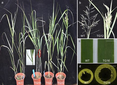 Phenotype Comparison Of The Wild Type And Transgenic Plants A Plant