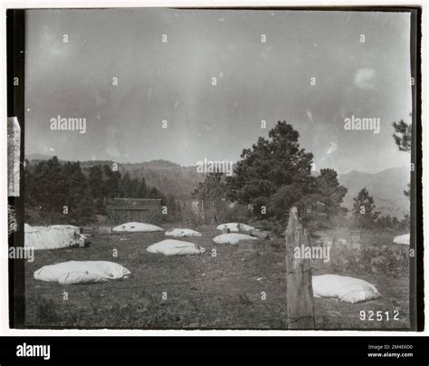 Tree Seeds Extracting Photographs Relating To National Forests Resource Management Practices