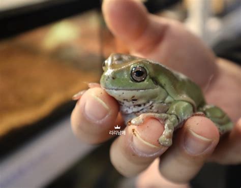 호주 청개구리 화이트트리프록 키우기 먹이 사육방법 네이버 블로그
