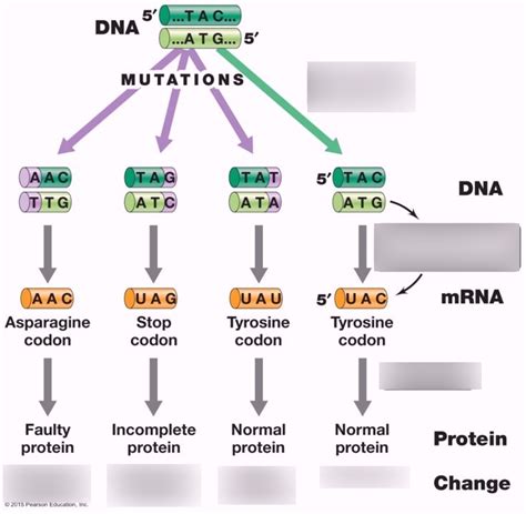 Mmg 301 Module 17 Types Of Mutations Diagram Quizlet