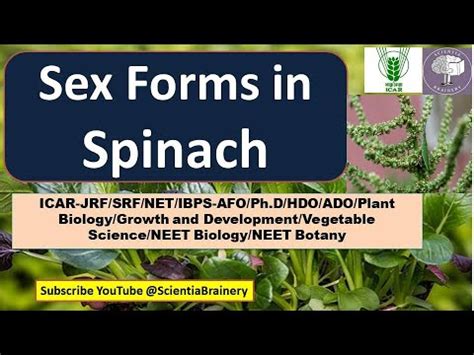 Sex Forms In Spinach Sex Expression NEET Biology ICAR JRF SRF NET NEET AFO UG PG Ph D ADO