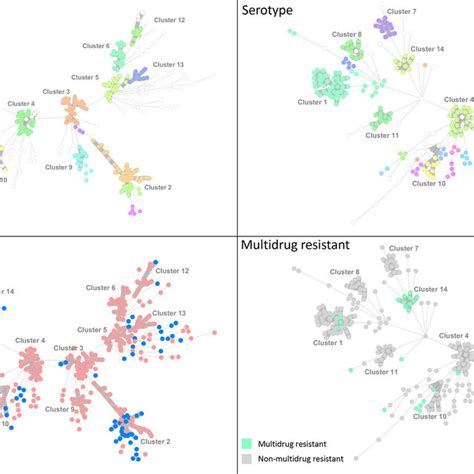 Minimum Spanning Tree Of Stec N 456 Stratified By St Serotype Download Scientific Diagram
