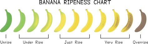 Banana Ripeness Chart Fruit Ripening Rooms For Banana Papaya Mango