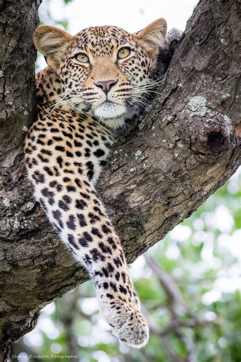 Shaun Etsebeth Photo Shaun Etsebeth Photo Safaris