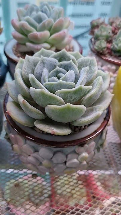 다육이 이름맞추기 놀이22백분있는다육설화분꽃동산다육succulent Plant 다육이 多肉 Garden Flowers Youtube