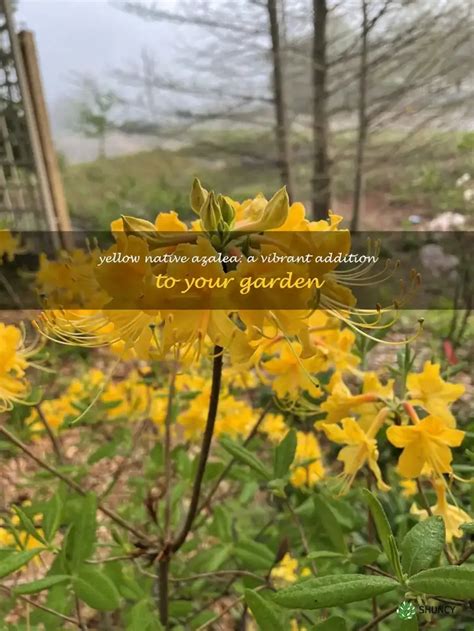 Yellow Native Azalea A Vibrant Addition To Your Garden Shuncy