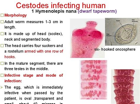 Lecture 2 Part 2 Cestode Infecting Human Introduced