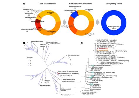 Mcr Dependent Methanogenesis In Archaeoglobaceae Enriched From A Terrestrial Hot Spring