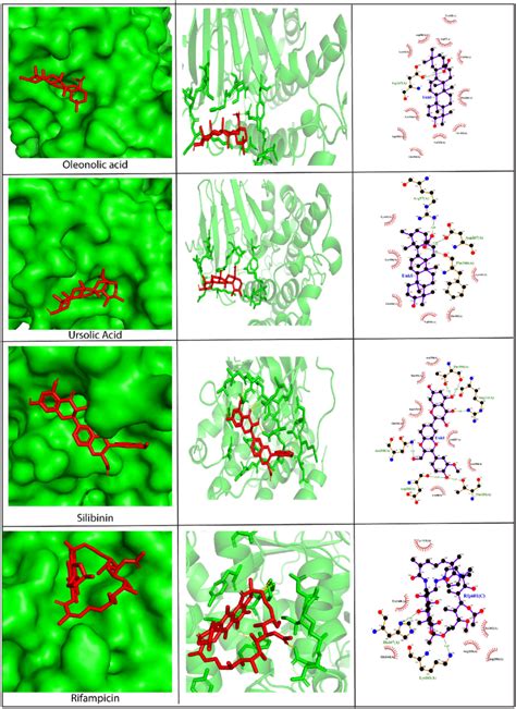 Molecular Docking Of Silibinin Oleanolic Acid And Ursolic Acid
