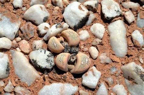 Lithops Meyeri Botanical Realm Lithops Meyeri Botanical Realm