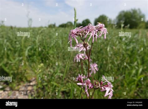 Cuckoos Campion Silene Flos Cuculi Syn Lychnis Flos Cuculi Stock