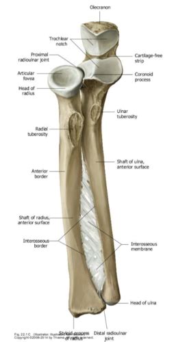 Ulna Flashcards Quizlet