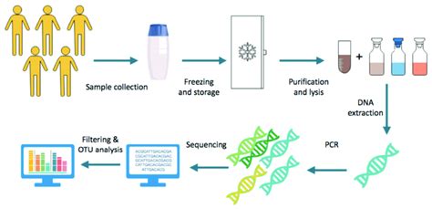 Steps Generally Undertaken In Stool Microbiome Analysis Download
